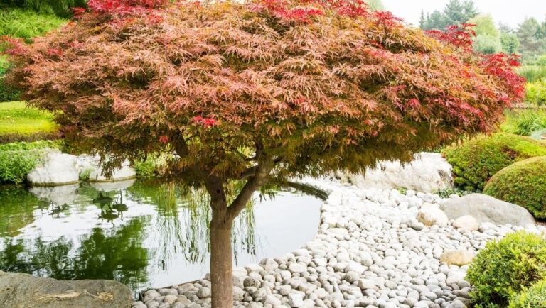 Names of Japanese Trees and their Symbolic Significance - japanesenames.org